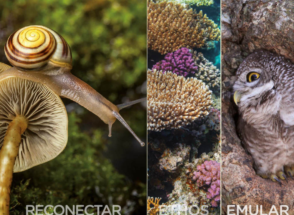 ¿Qué es biomímesis? – PuroDiseño