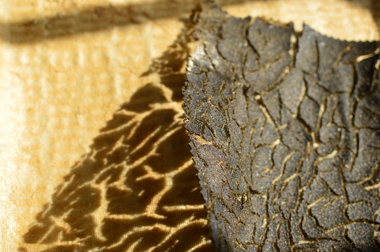 9 cosas que tenés que saber sobre biomateriales – PuroDiseño