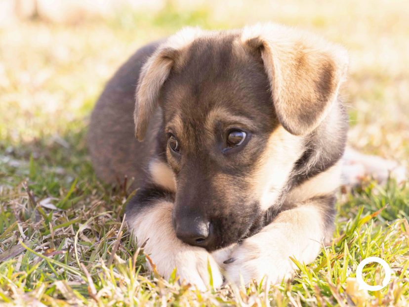 Cuidado animal: cuando protegerlos es nuestra obligación – PuroDiseño