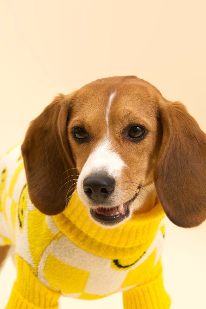 Las mascotas se visten de moda: la nueva colección de Little Beast ...