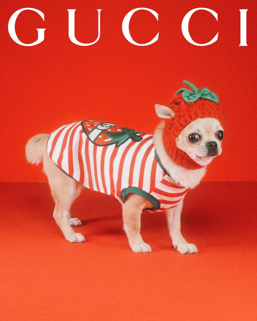 Las mascotas se visten de moda: gatos y perros modelos de Gucci ...