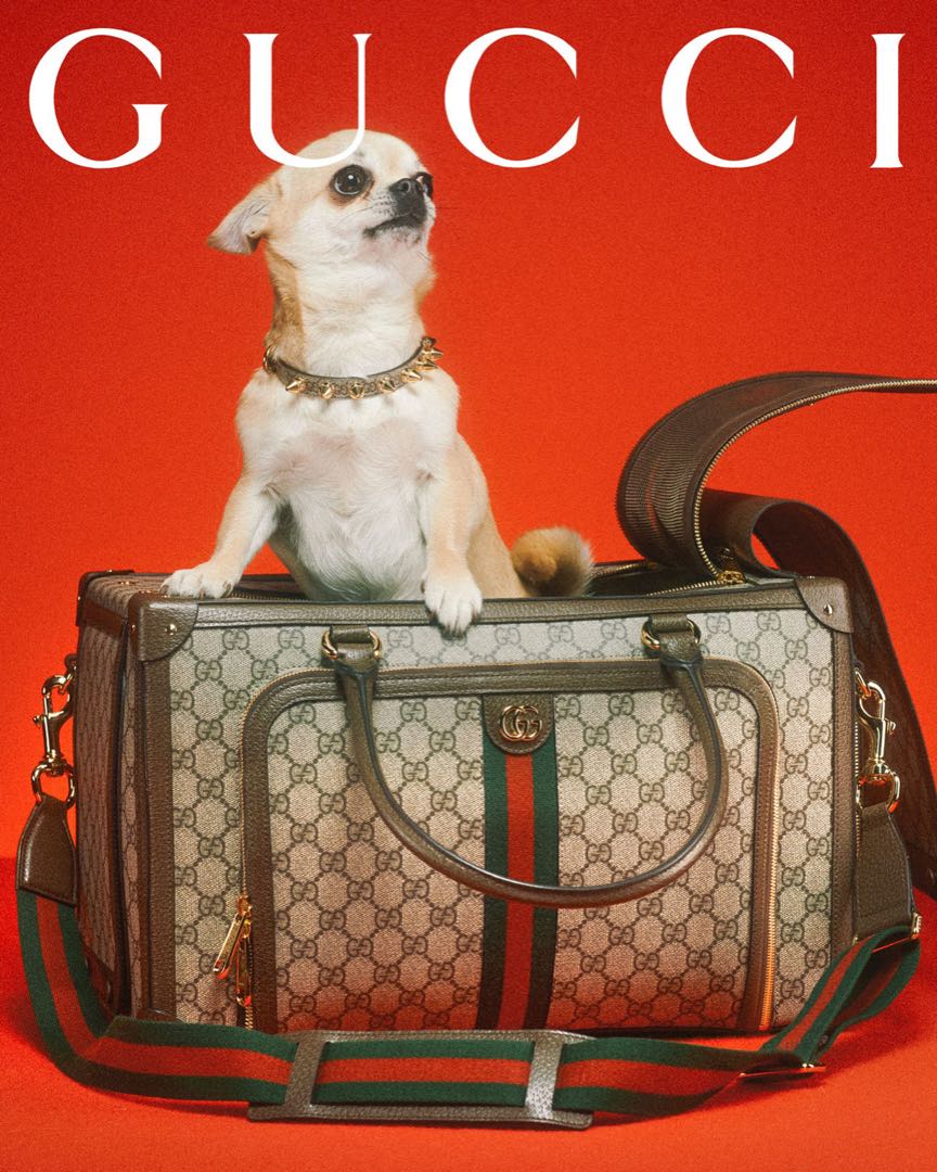 Las mascotas se visten de moda: gatos y perros modelos de Gucci ...