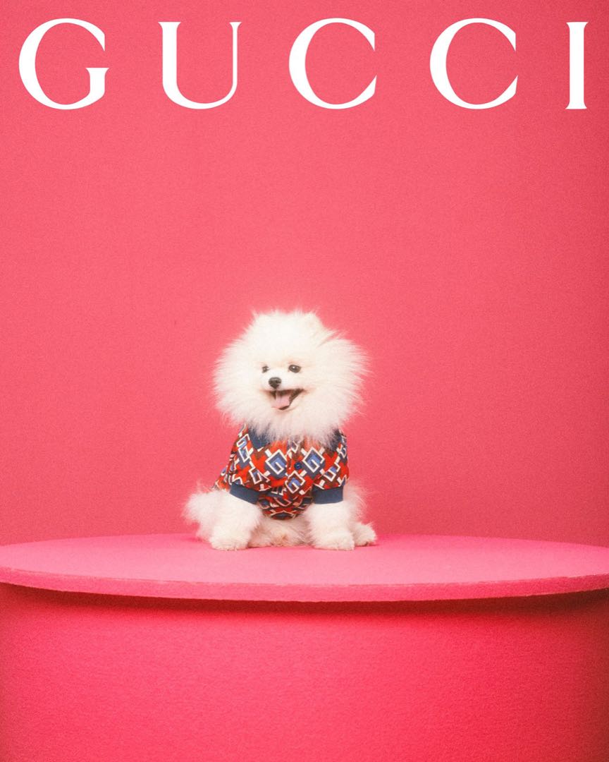 Las mascotas se visten de moda: gatos y perros modelos de Gucci ...