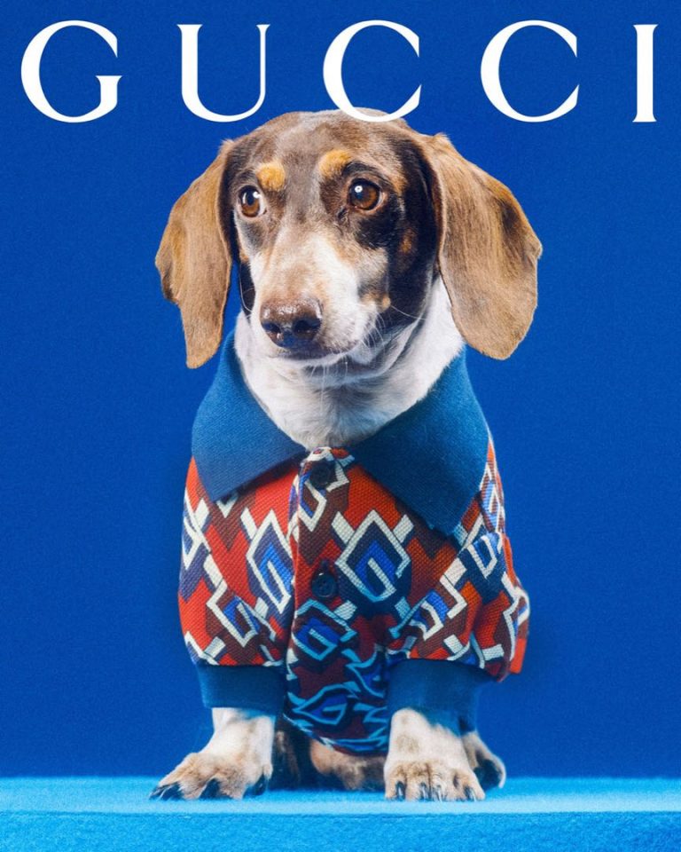 Las mascotas se visten de moda: gatos y perros modelos de Gucci ...