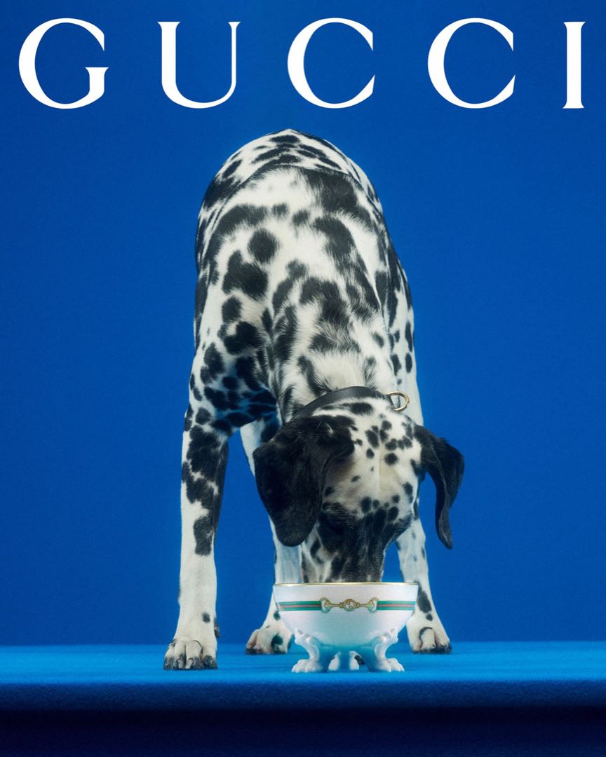 Las mascotas se visten de moda: gatos y perros modelos de Gucci ...