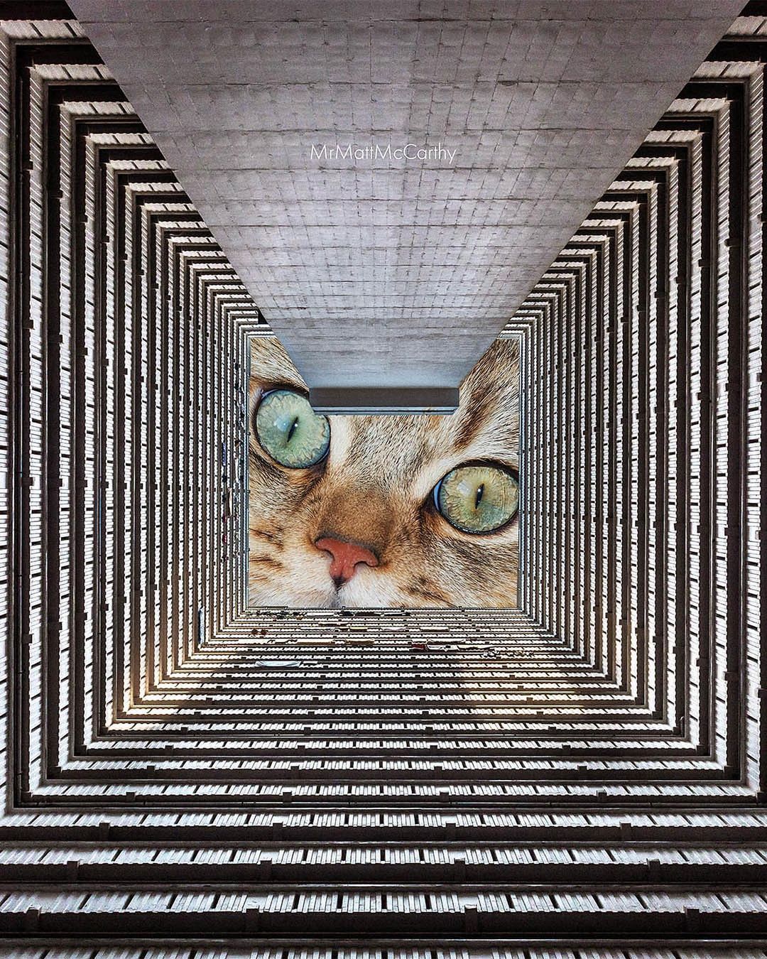 Retrato de Matt McCarthy, el artista detrás de los gatos gigantes de ...