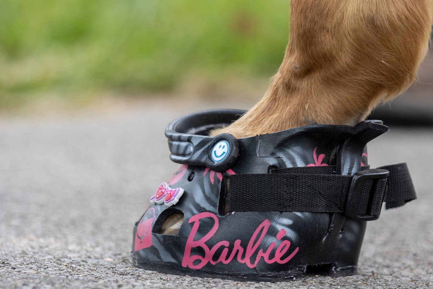 Así son las increíbles zapatillas para caballos Horse Kicks (¡una ...